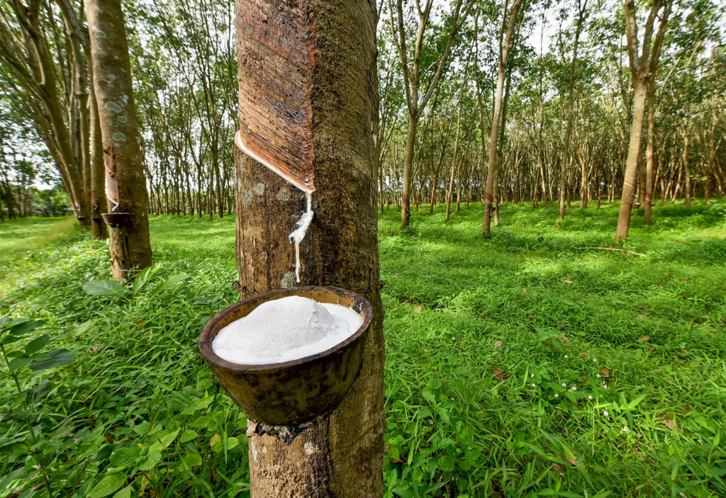 Ethephon: Boosting Gum Yield in Forest Plants